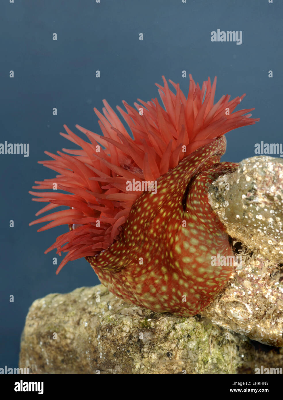 Strawberry anemone actinia fragacea hi-res stock photography and images ...