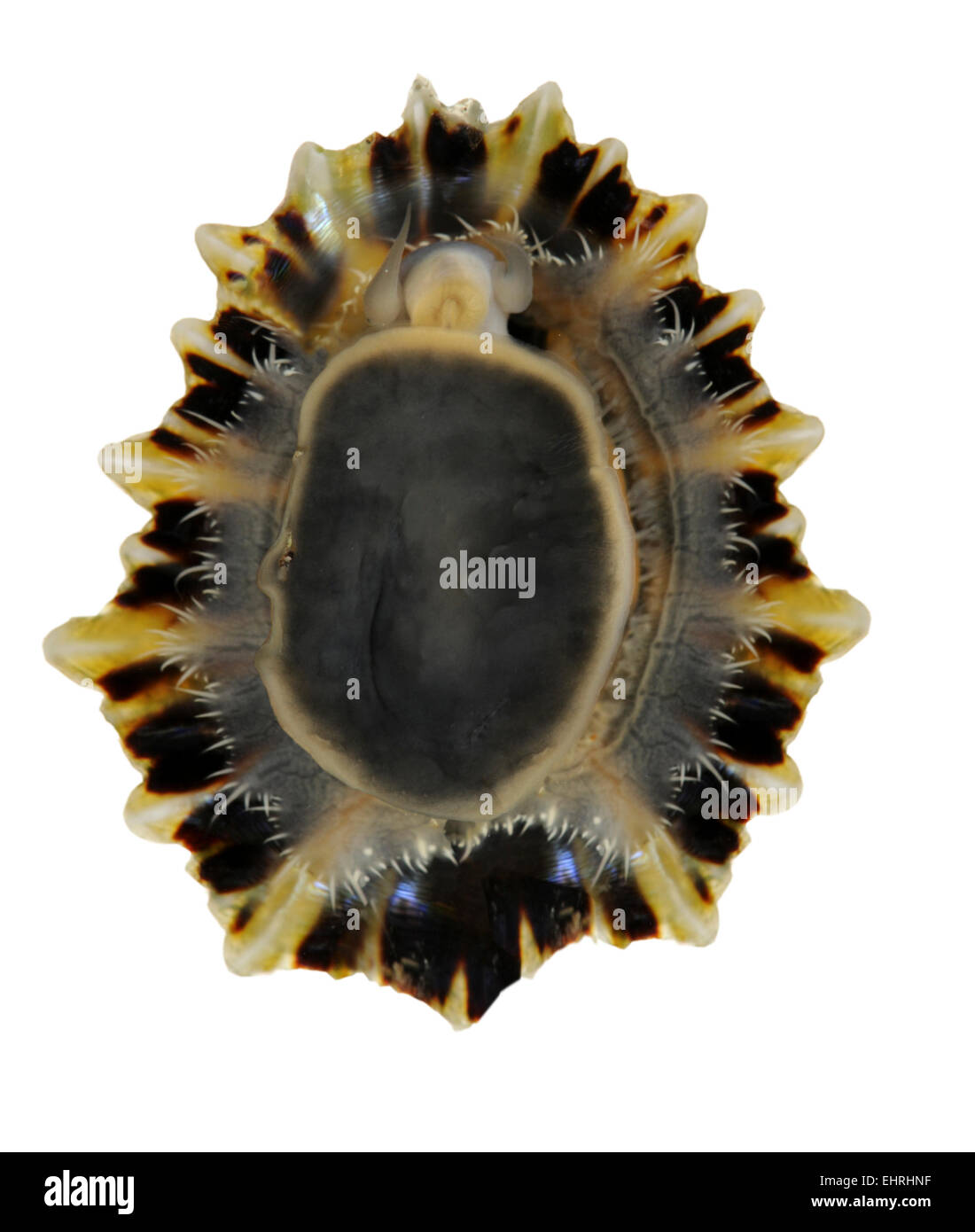 Black-footed Limpet - Patella depressa Stock Photo - Alamy