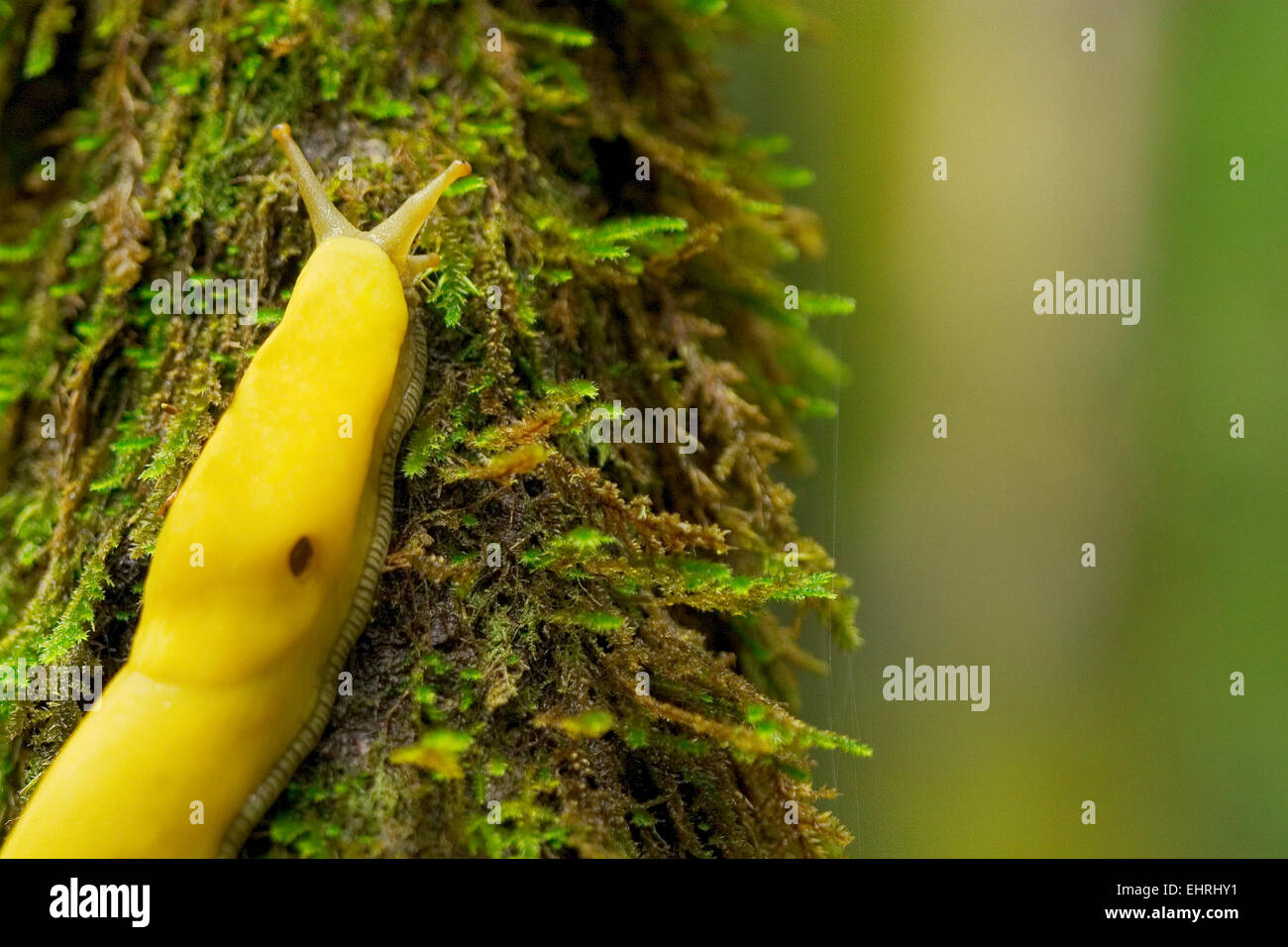 Banana slug (Ariolimax columbianus) in Big Sur, California Stock Photo ...