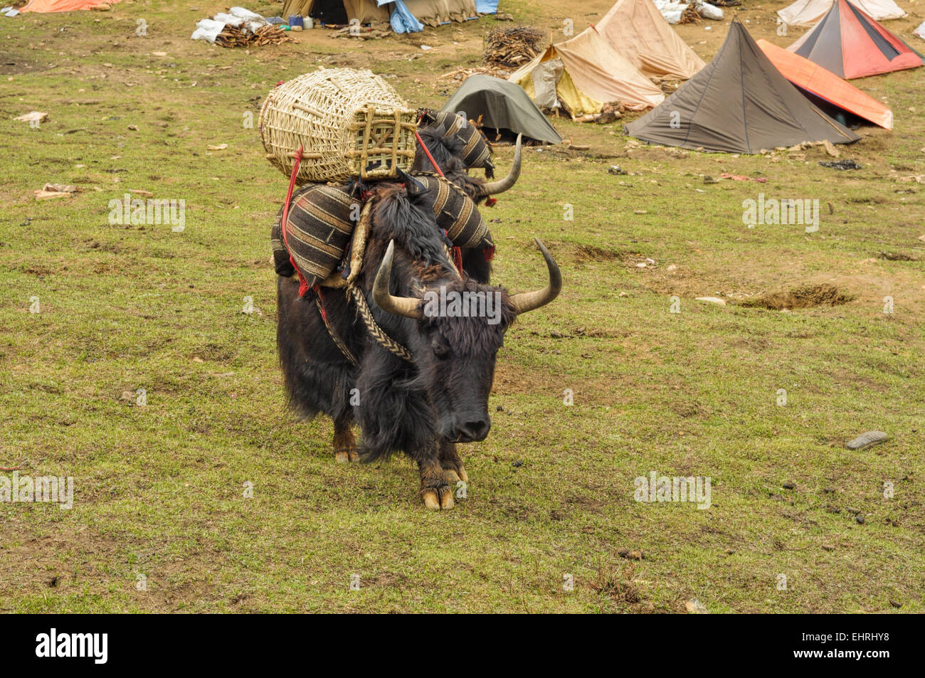 Yak in carrying goods in Himalayas mountains in Nepal Stock Photo - Alamy