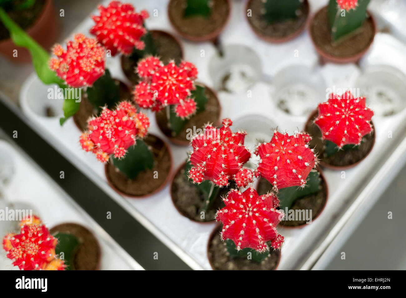 Cactus japan hi-res stock photography and images - Alamy