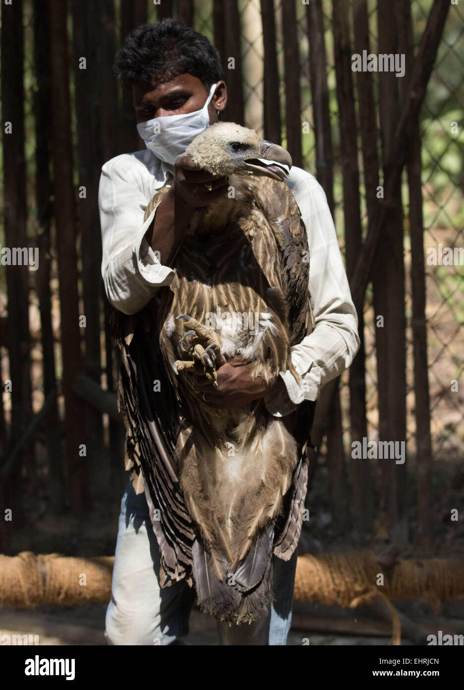 Rani, Assam, India. 17th Mar, 2015. A volunteer carries a Himalayan ...