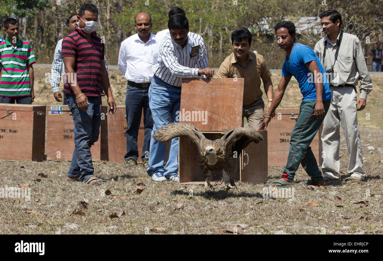 Rani, Assam, India. 17th Mar, 2015. A Himalayan Griffon Vulture, an ...