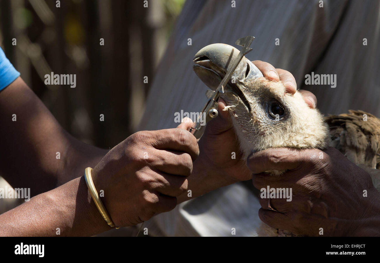 Rani, Assam, India. 17th Mar, 2015. A volunteer takes note of a ...