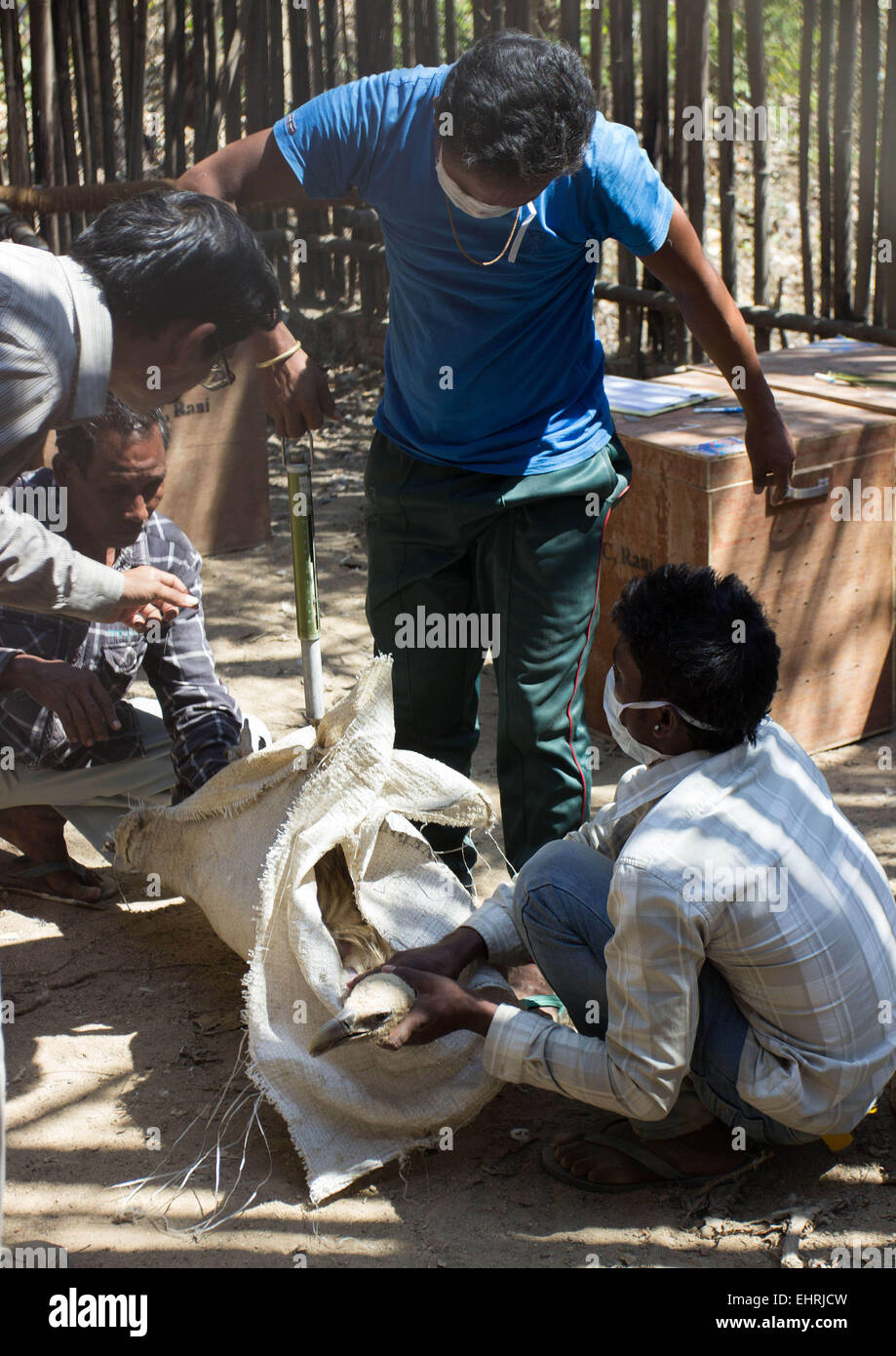 Rani, Assam, India. 17th Mar, 2015. Volunteers wieghs a Himalayan ...