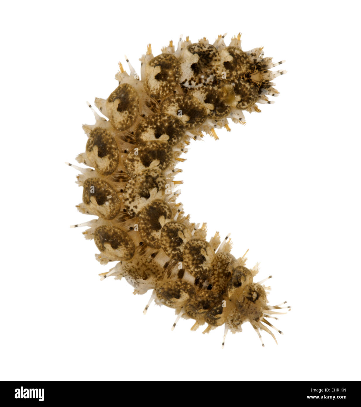 Scaleworm lepidonotus clava hi-res stock photography and images - Alamy