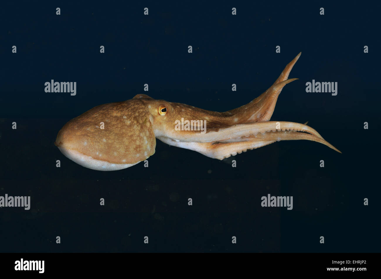 Octopus hi-res stock photography and images - Alamy