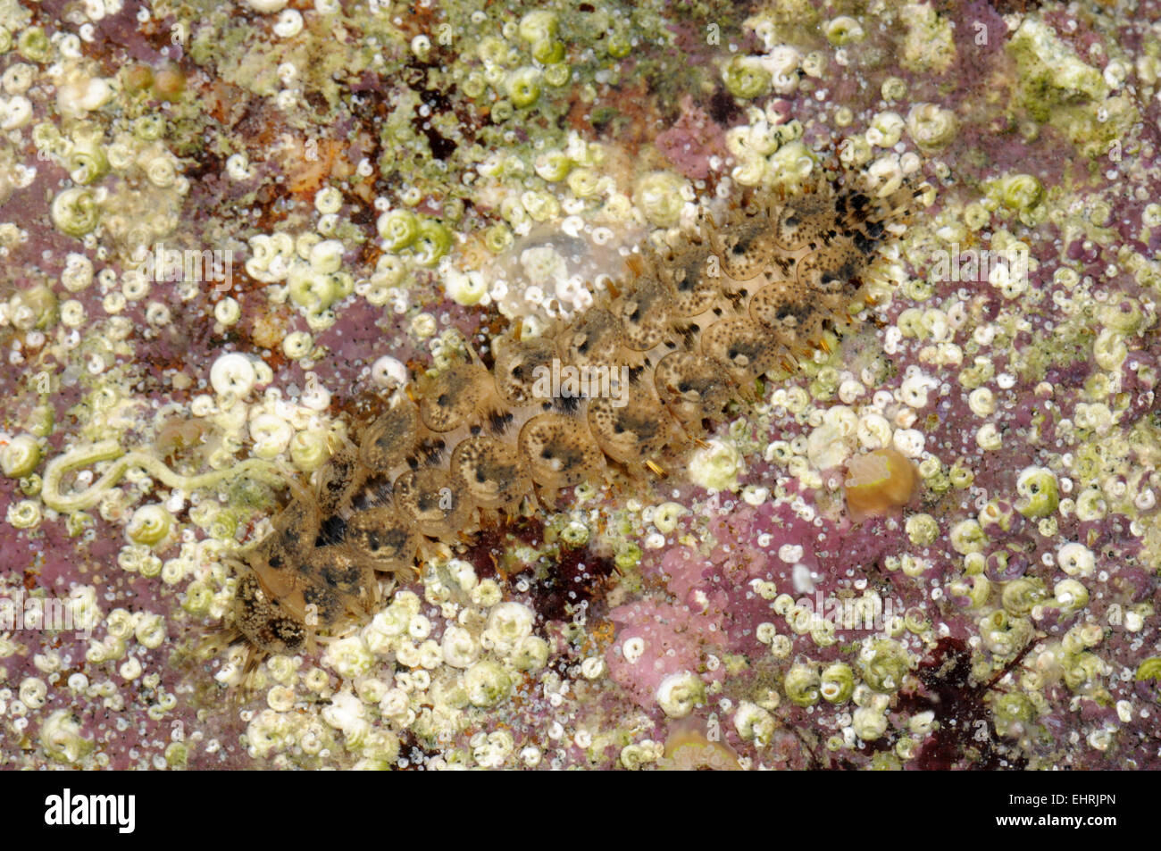 Scale worms hi-res stock photography and images - Alamy