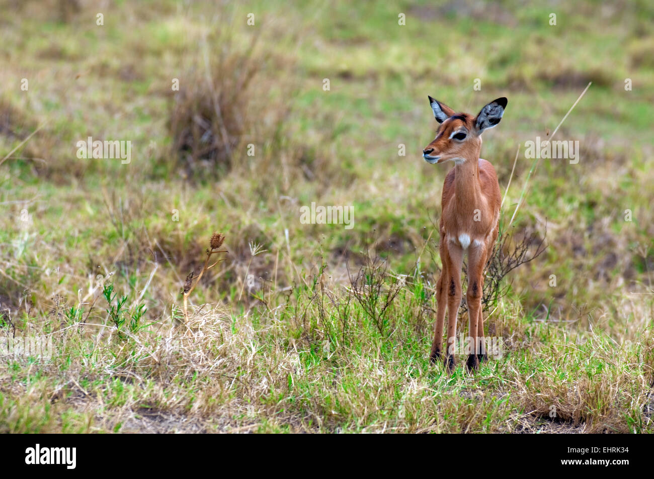 Baby Antelope
