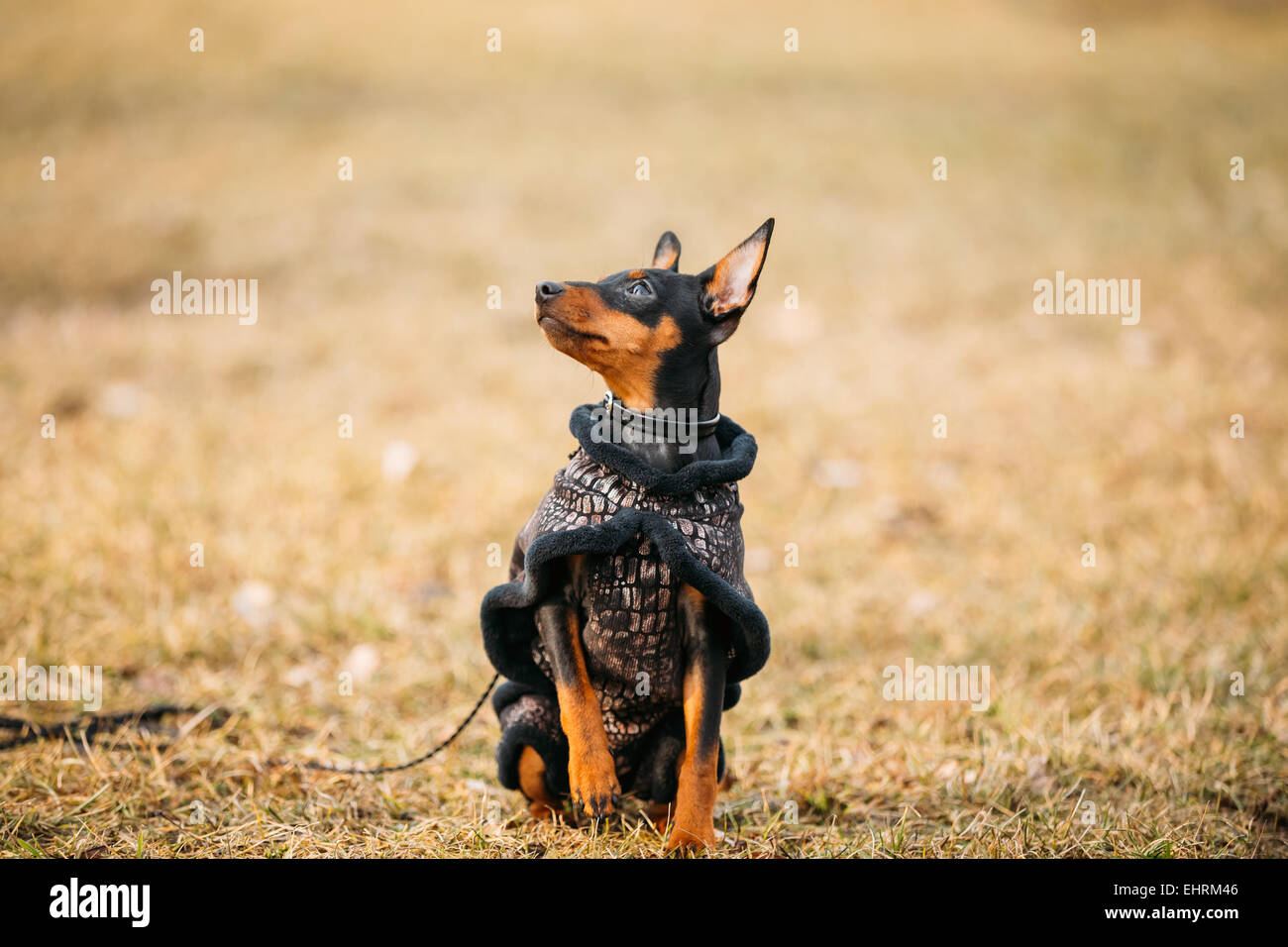 Young Black Miniature Pinscher Pincher Stock Photo - Alamy