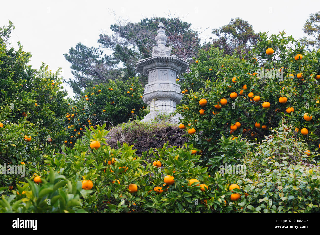 Asia, Republic of Korea, South Korea, Jeju island, Seogwipo city ...