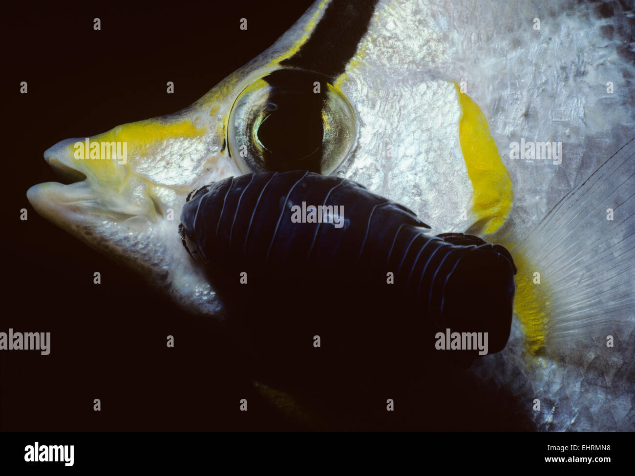 Parasitic fish isopod hi-res stock photography and images - Alamy