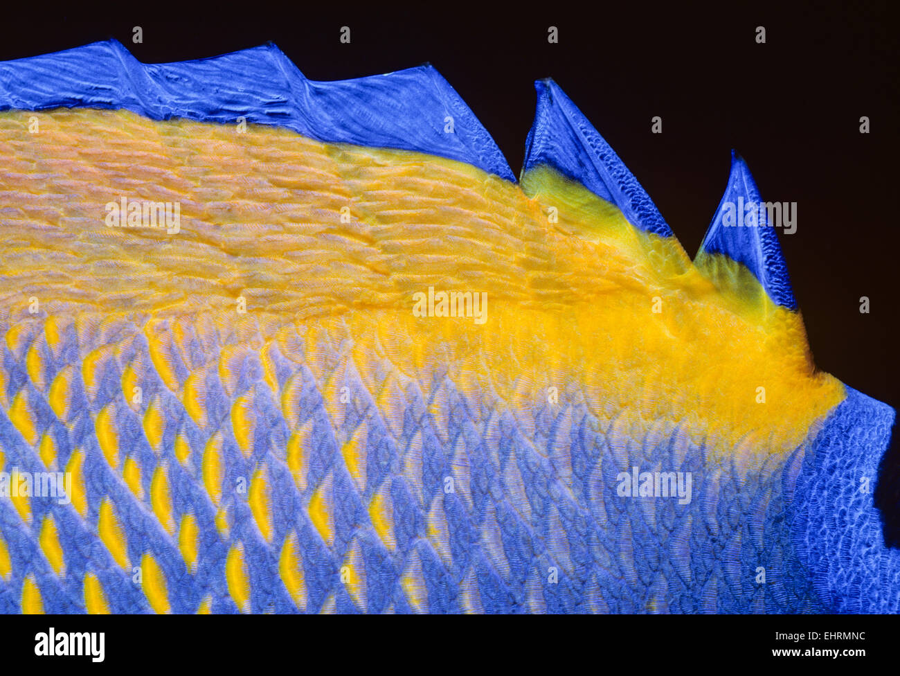 Fish with spiked fins hi-res stock photography and images - Alamy