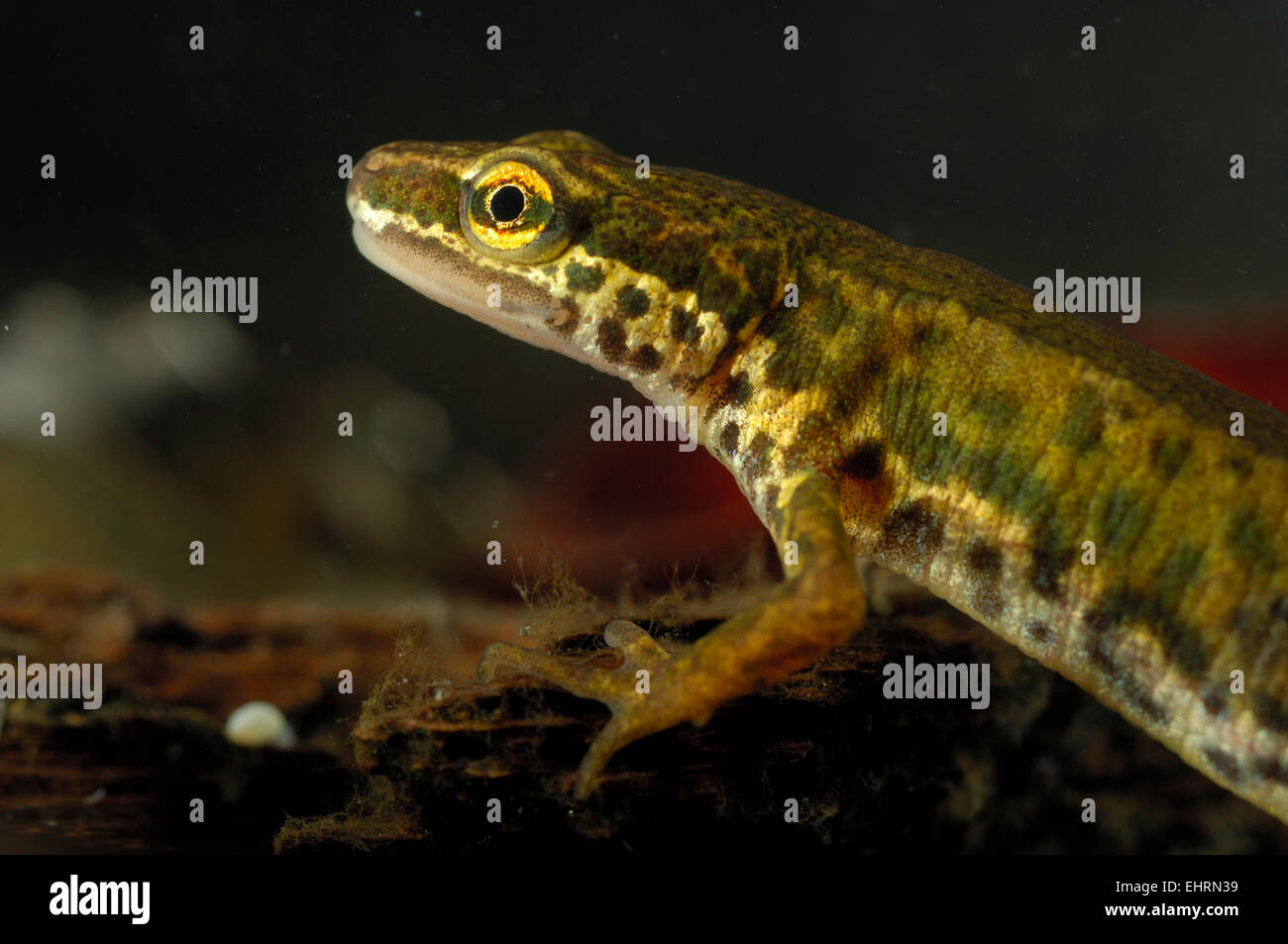 male Palmate newt (Triturus helveticus) | Der Fadenmolch (Triturus ...