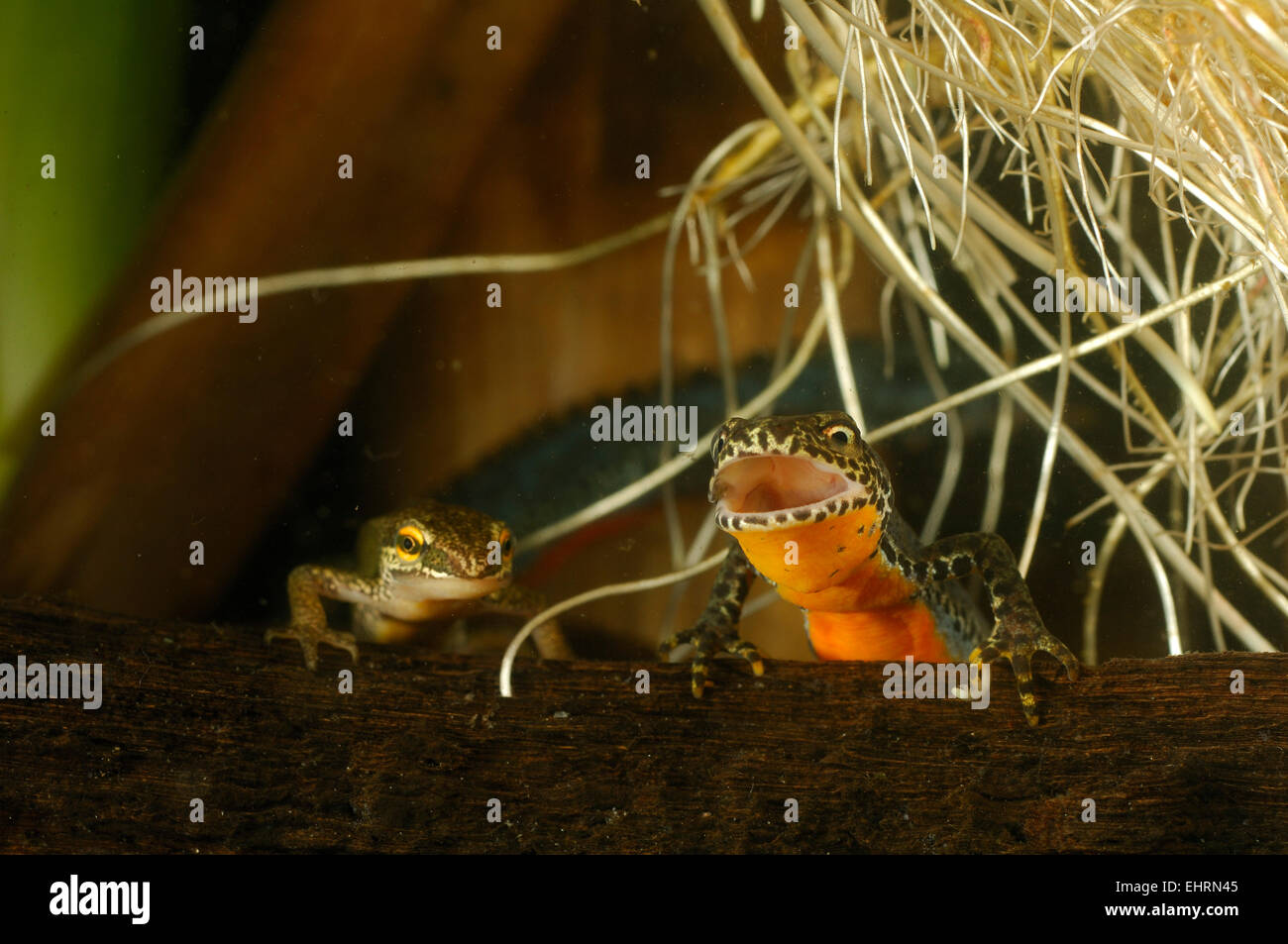 left: Palmate newt (Triturus helveticus) right: Alpine Newt (Triturus ...