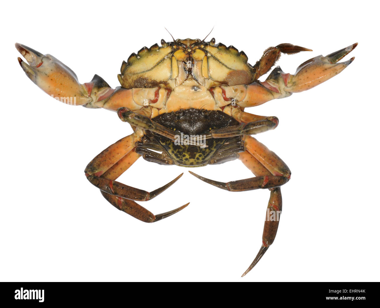 Green Shore Crab - Carcinus Maenas Stock Photo - Alamy