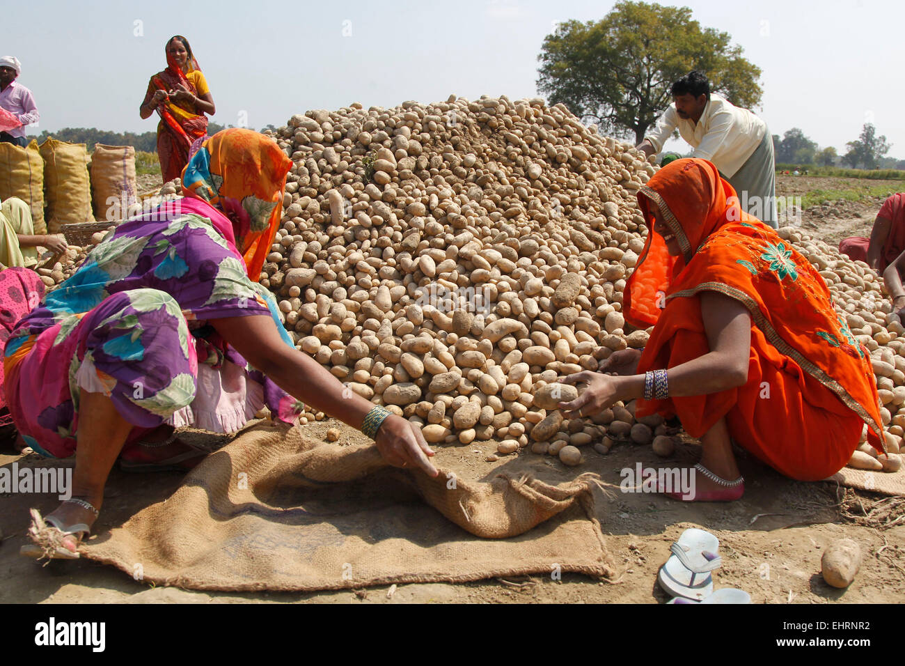 India crops harvest rain hi-res stock photography and images - Alamy