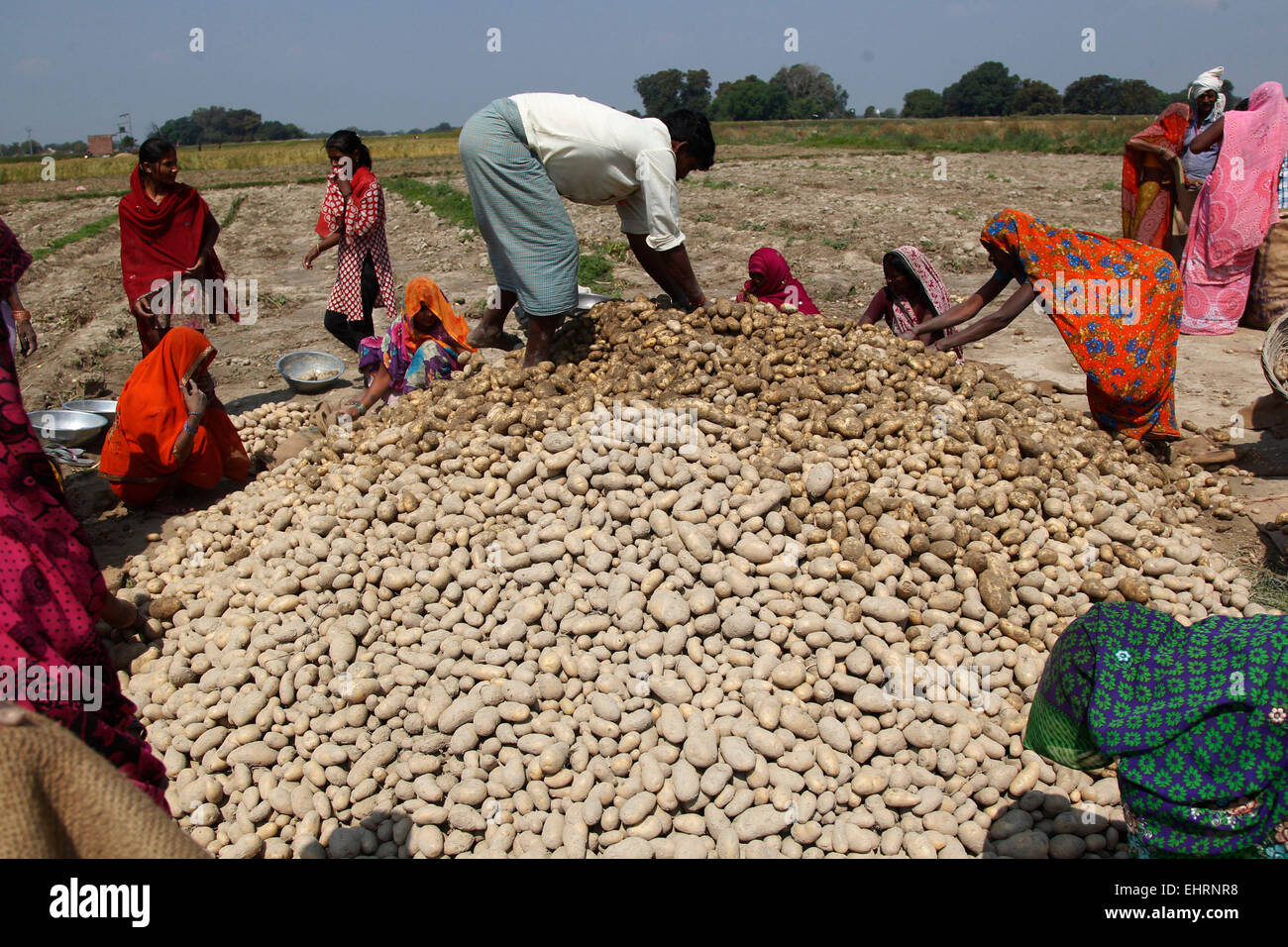 Farmers harvest potatoes due to heavy rain potatoes and wheat damage ...