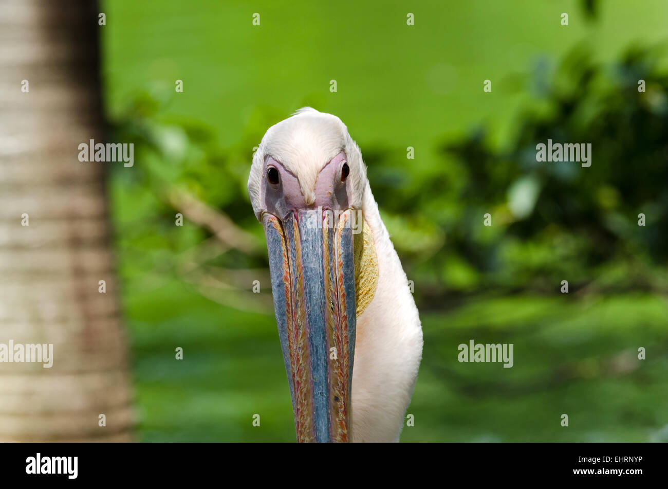 Pelican beak hi-res stock photography and images - Alamy