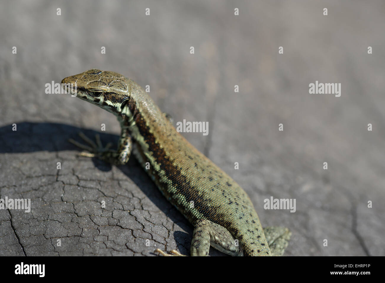 A Troodos Rock lizard (Phoenicolacerta troodica) basking on an old ...