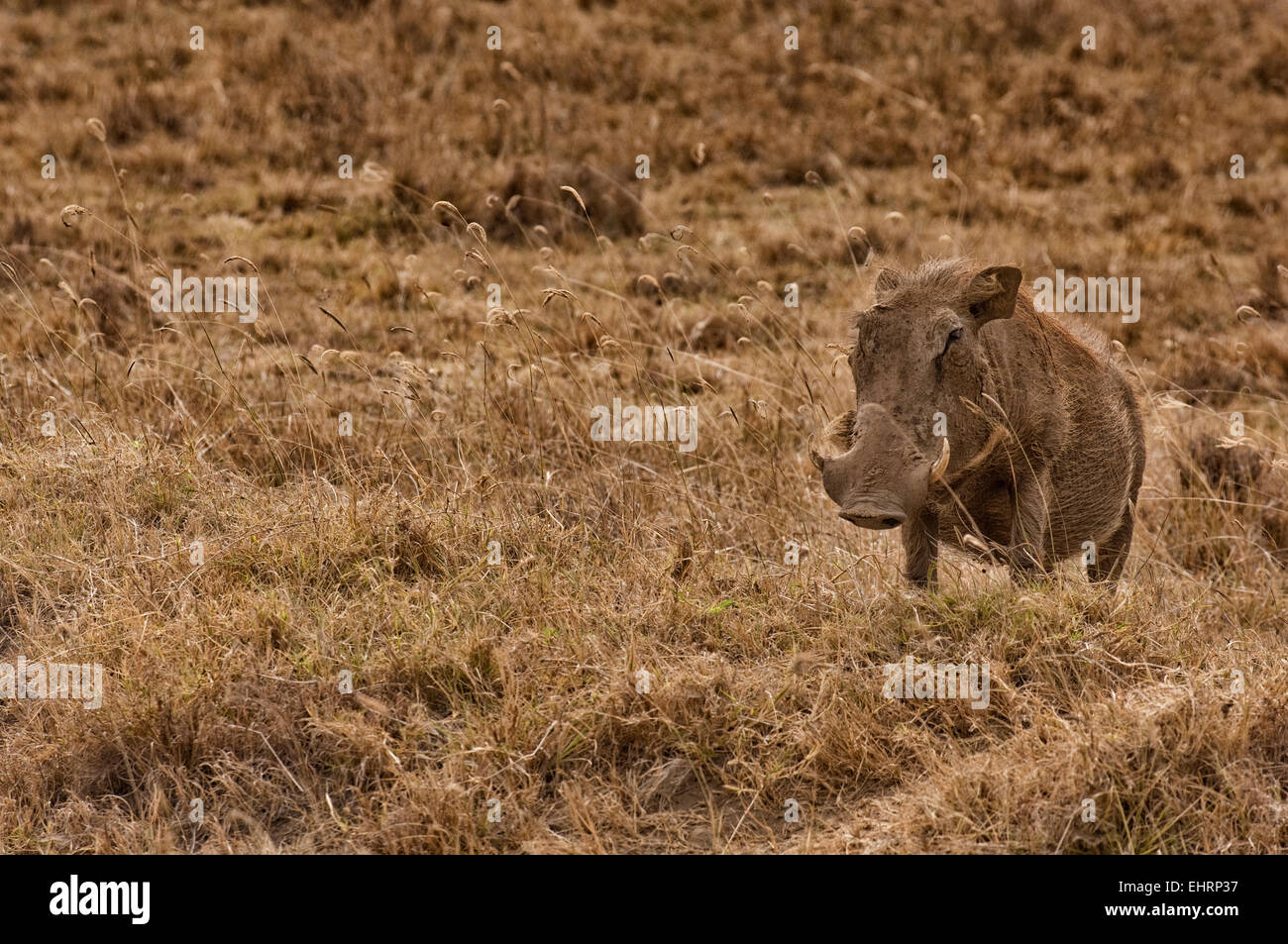 Warthog at Lake Nakuru National Park, Great Rift Valley, Kenya, Africa ...