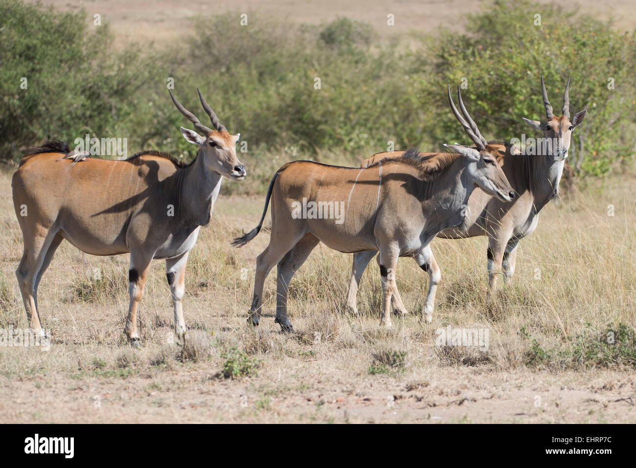Male cape eland south africa hi-res stock photography and images - Alamy