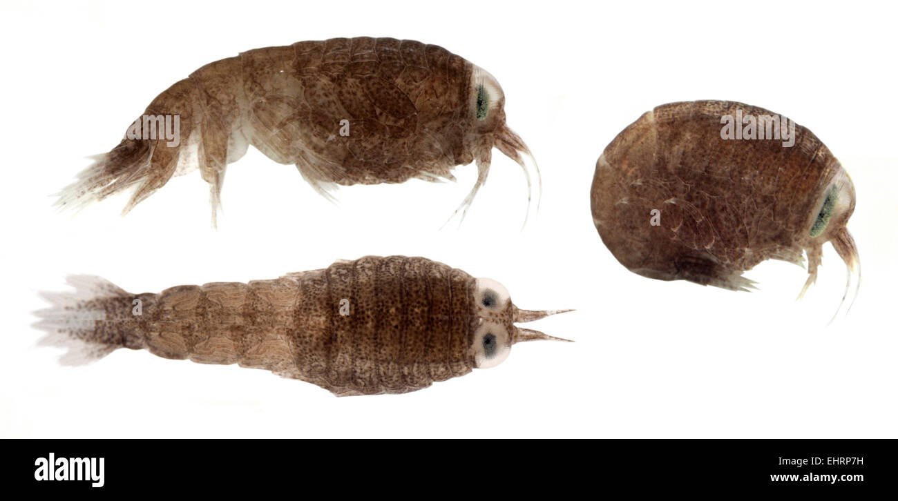 Hyperia galba Cut Out Stock Images & Pictures - Alamy