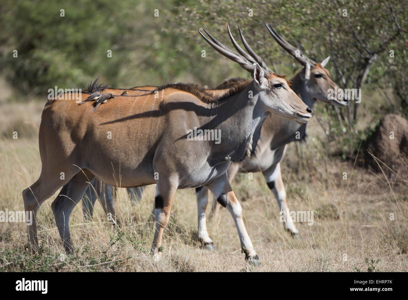Male cape eland south africa hi-res stock photography and images - Alamy