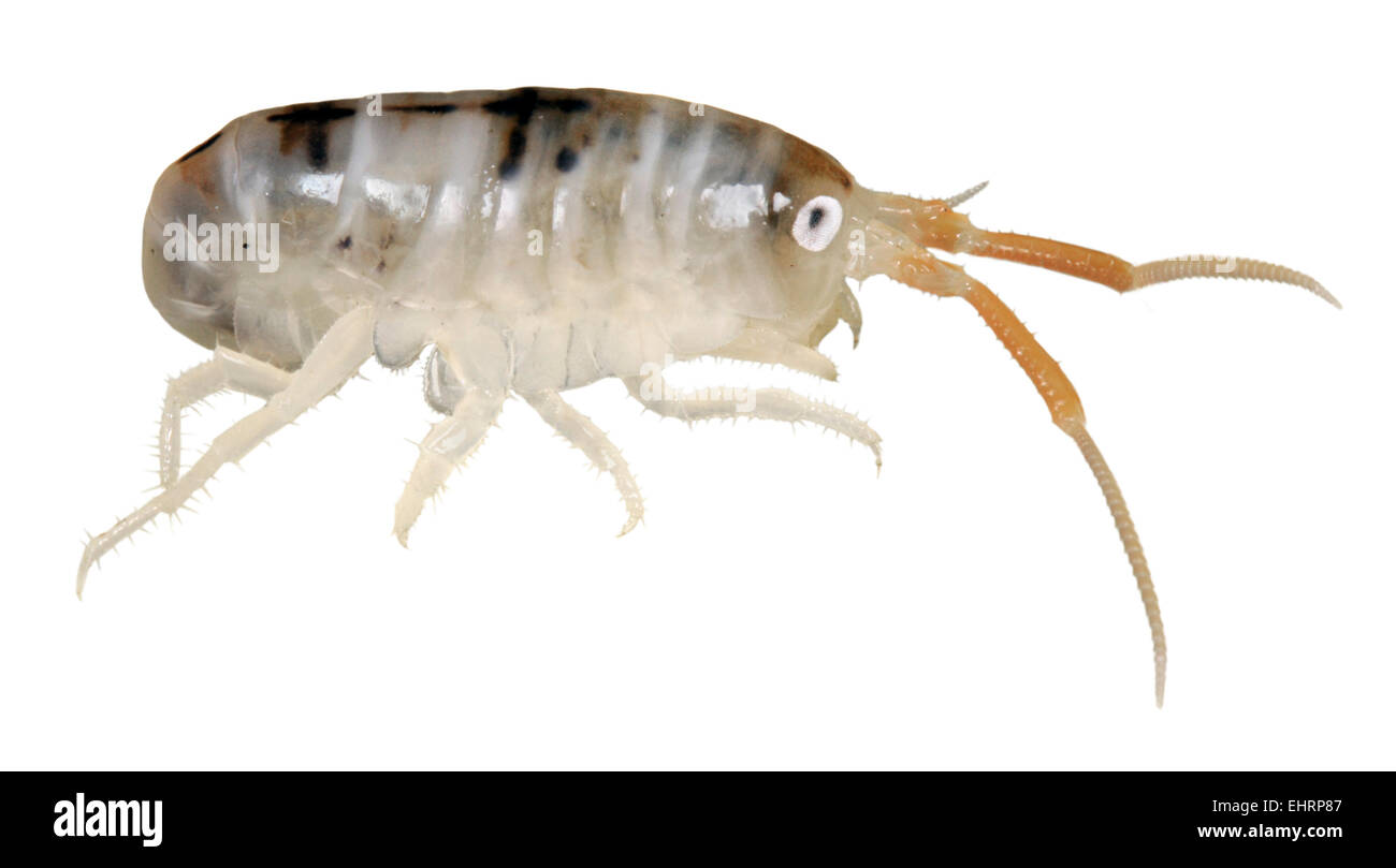 Sand-hopper - Talitris saltator Stock Photo - Alamy