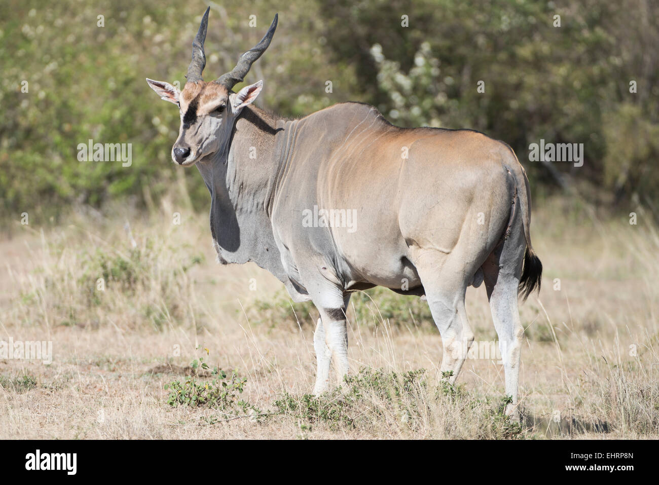 Male cape eland south africa hi-res stock photography and images - Alamy