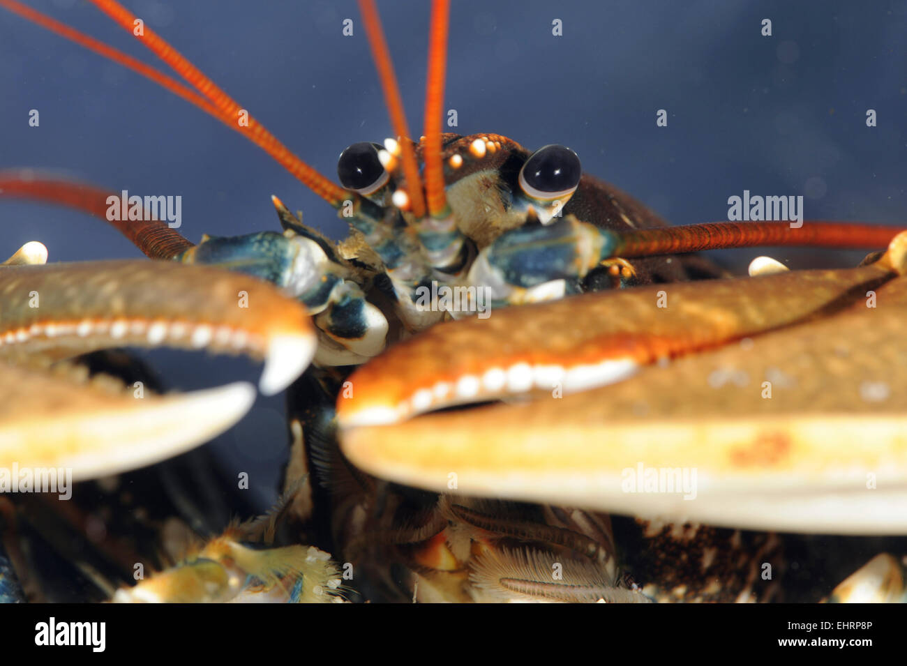Homarus vulgaris hi-res stock photography and images - Alamy