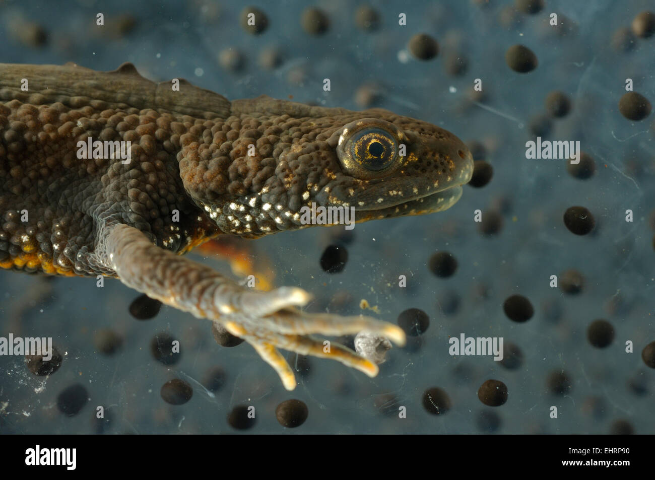 Newt Eggs High Resolution Stock Photography and Images - Alamy