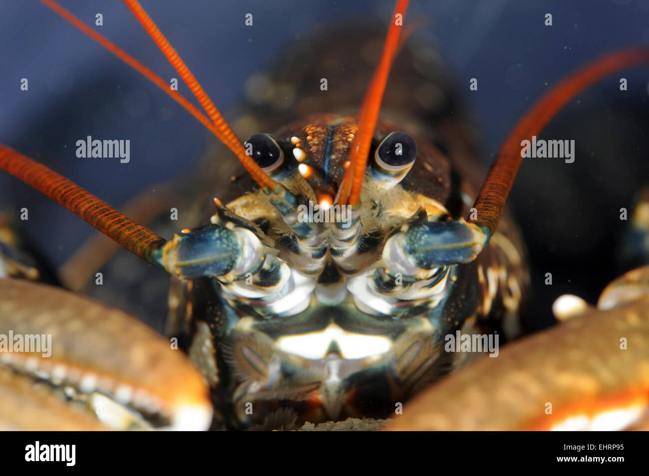 Lobster homarus vulgaris hi-res stock photography and images - Alamy
