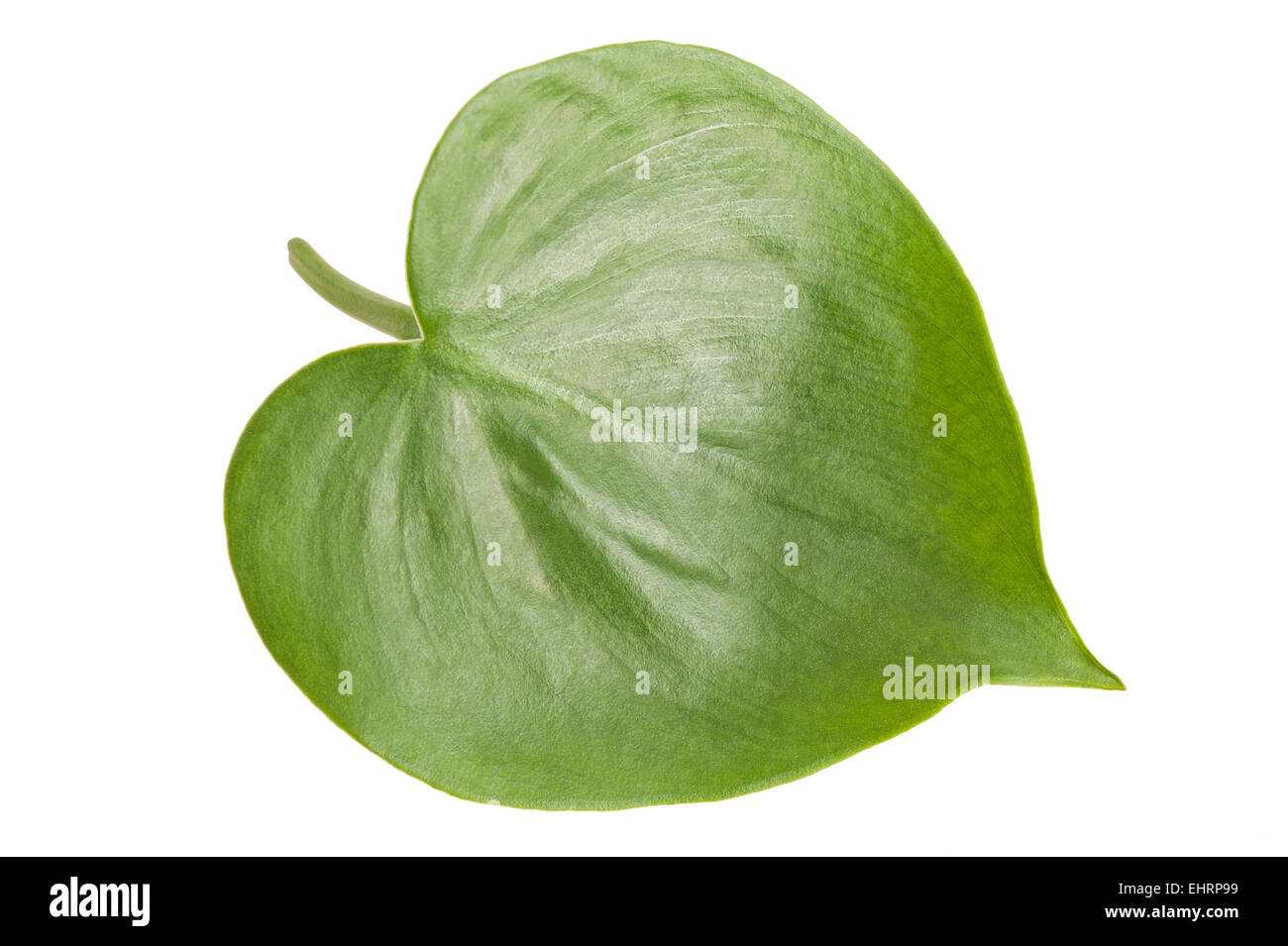 Monstera creeper plant leaf Cut Out Stock Images & Pictures - Alamy