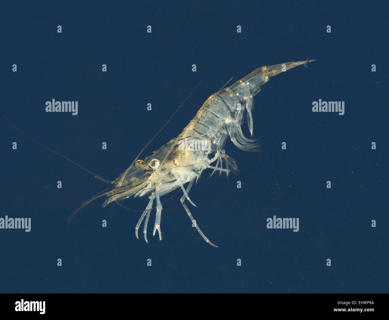Palaemon hi-res stock photography and images - Alamy
