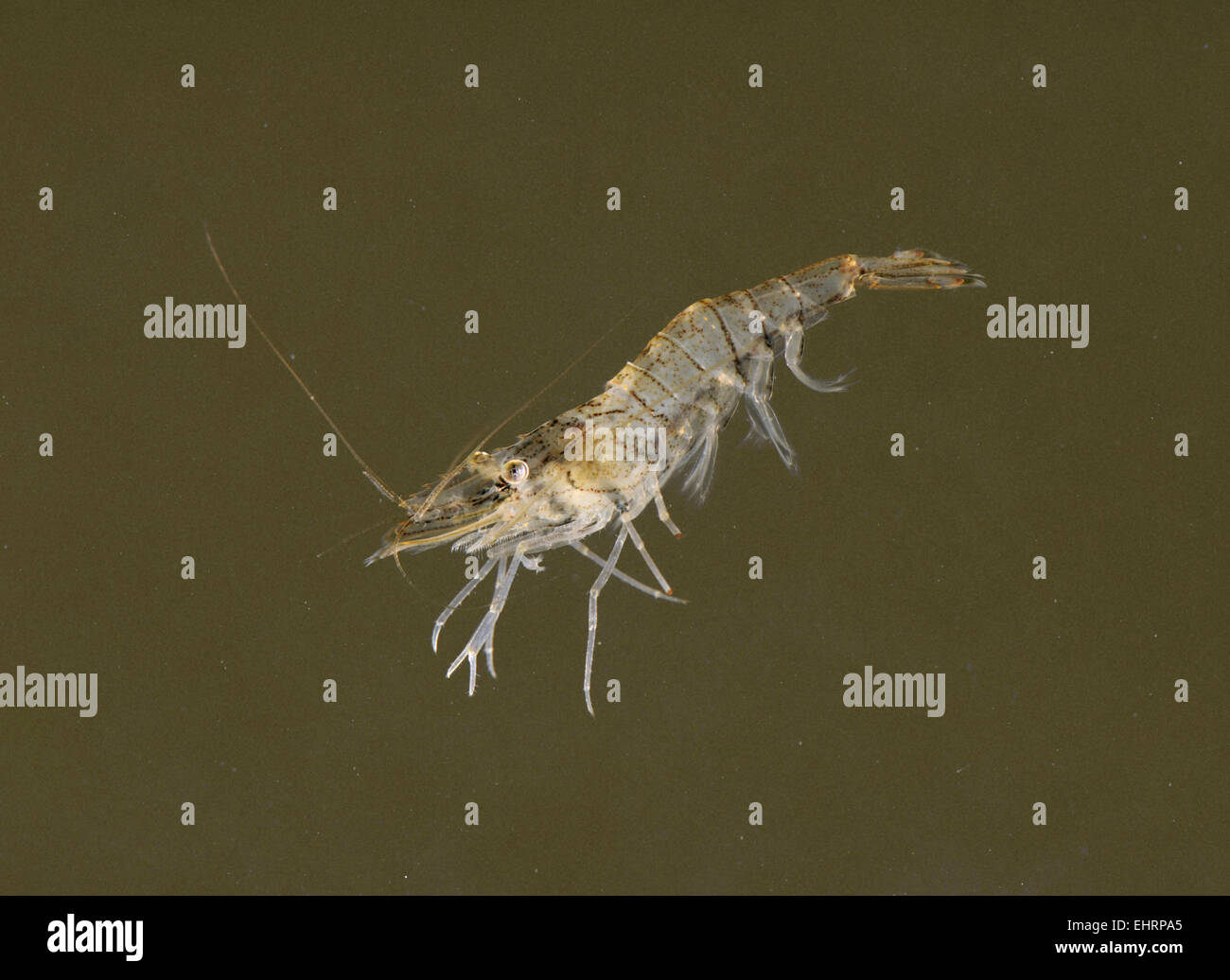 Palaemon hi-res stock photography and images - Alamy