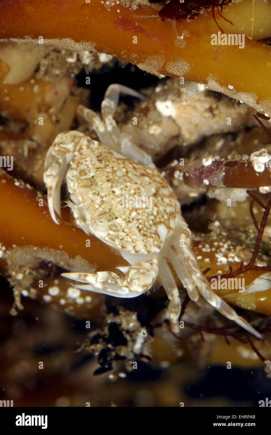 Latipes hi-res stock photography and images - Alamy