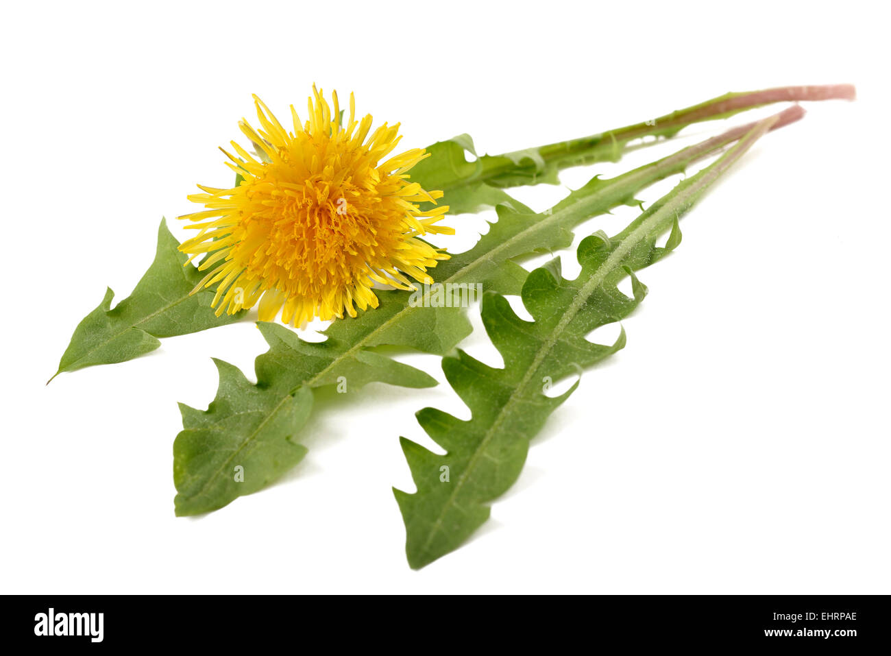 Close up dandelion Cut Out Stock Images & Pictures - Alamy