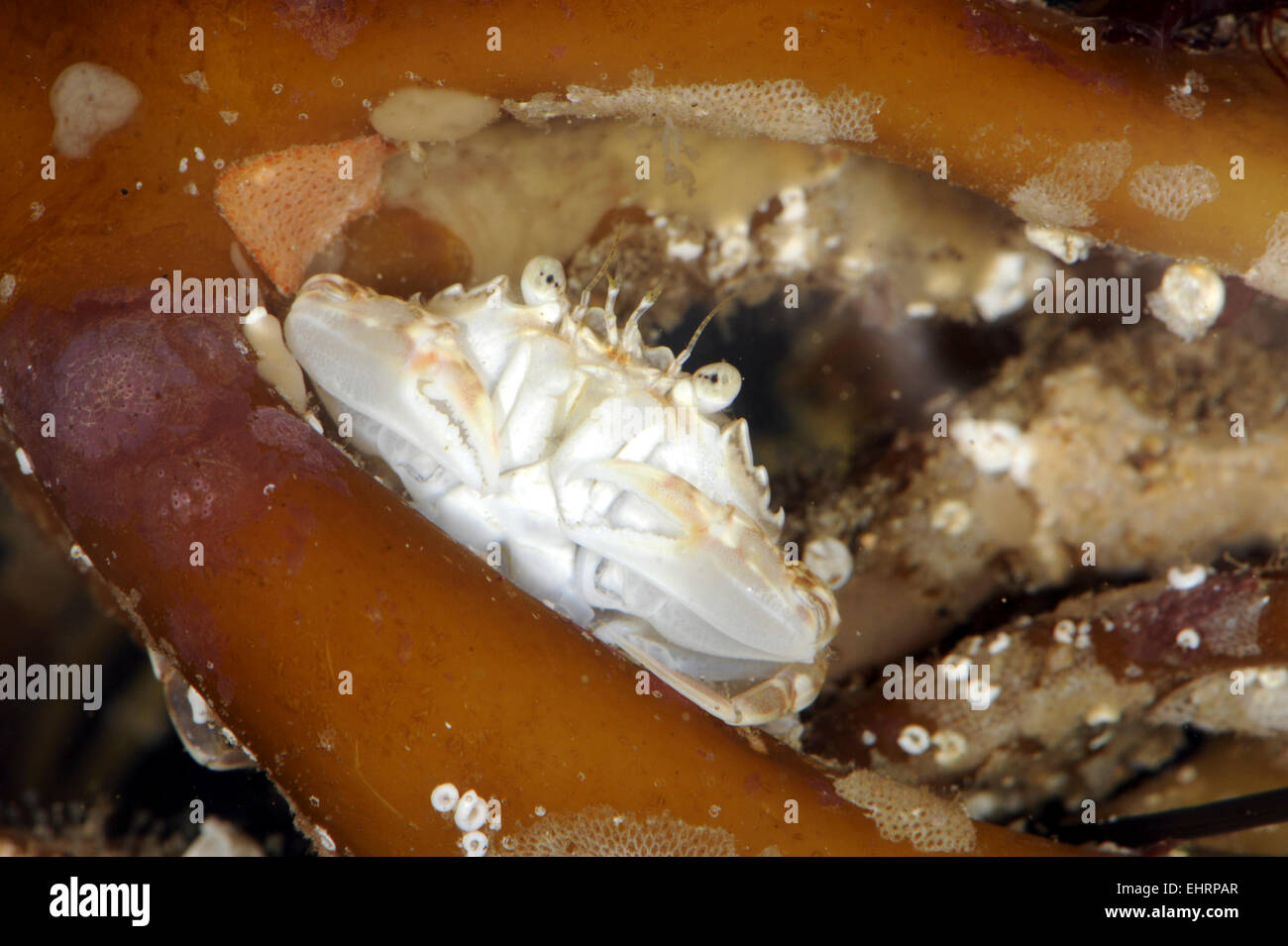 Latipes hi-res stock photography and images - Alamy