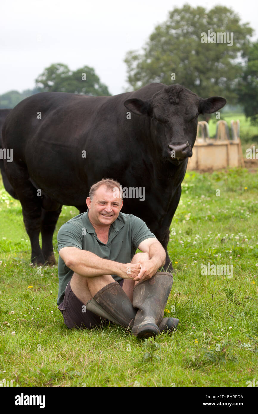 Rosemead aberdeen angus cow hi-res stock photography and images - Alamy