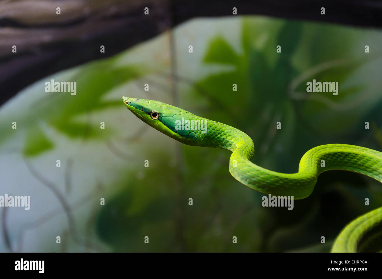 Green mamba snake hi-res stock photography and images - Alamy