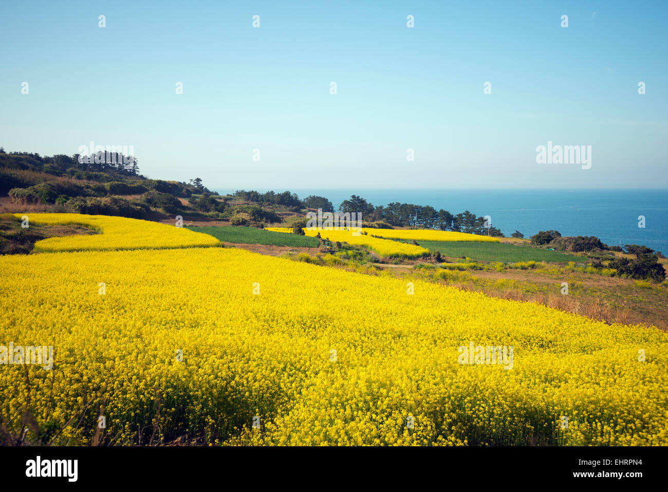 Asia, Republic of Korea, South Korea, Jeju island, coastal scenery ...