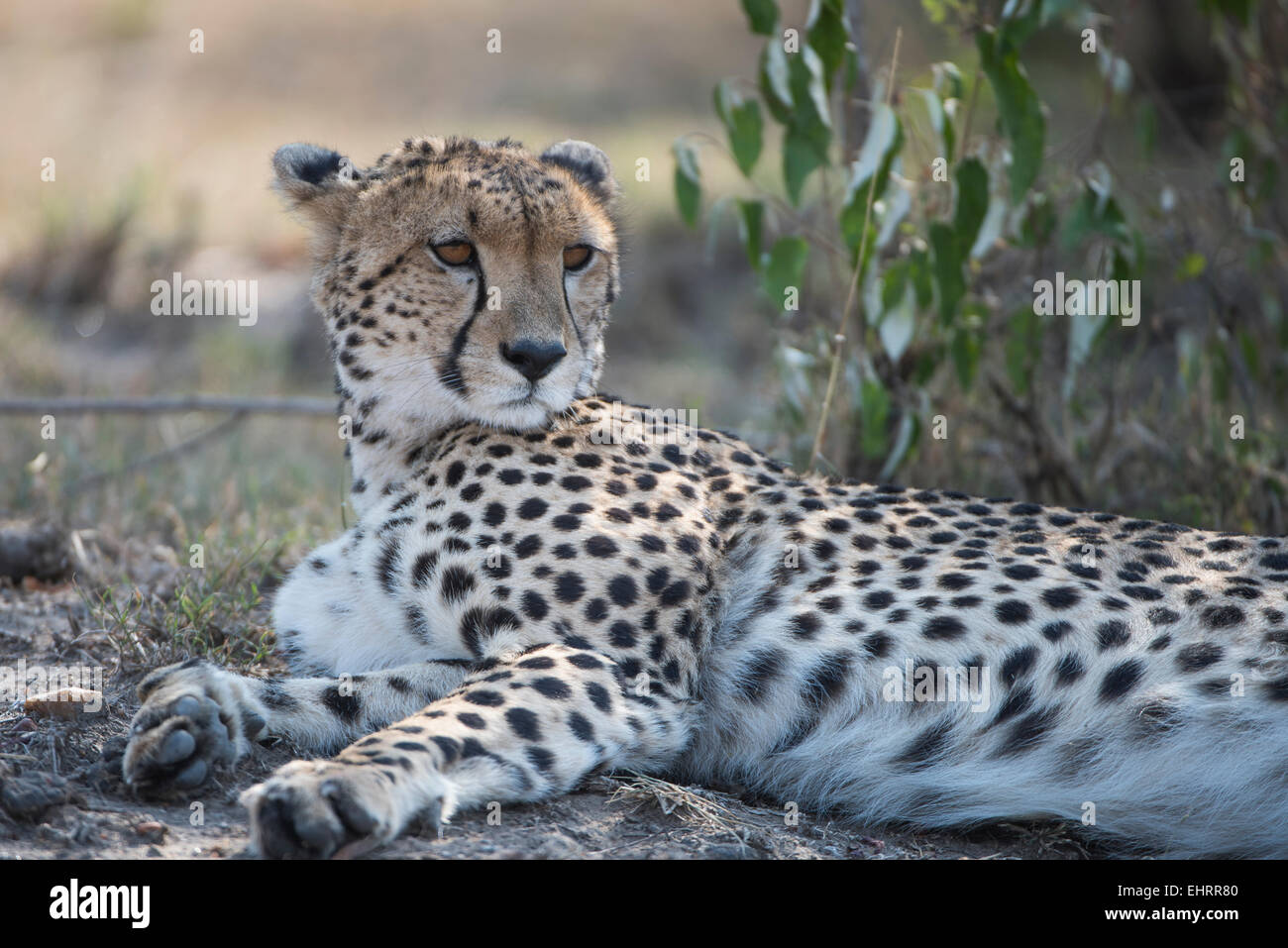 Running leopard gepard hi-res stock photography and images - Alamy