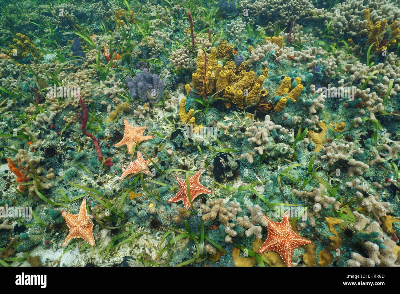 Sponge starfish hi-res stock photography and images - Alamy
