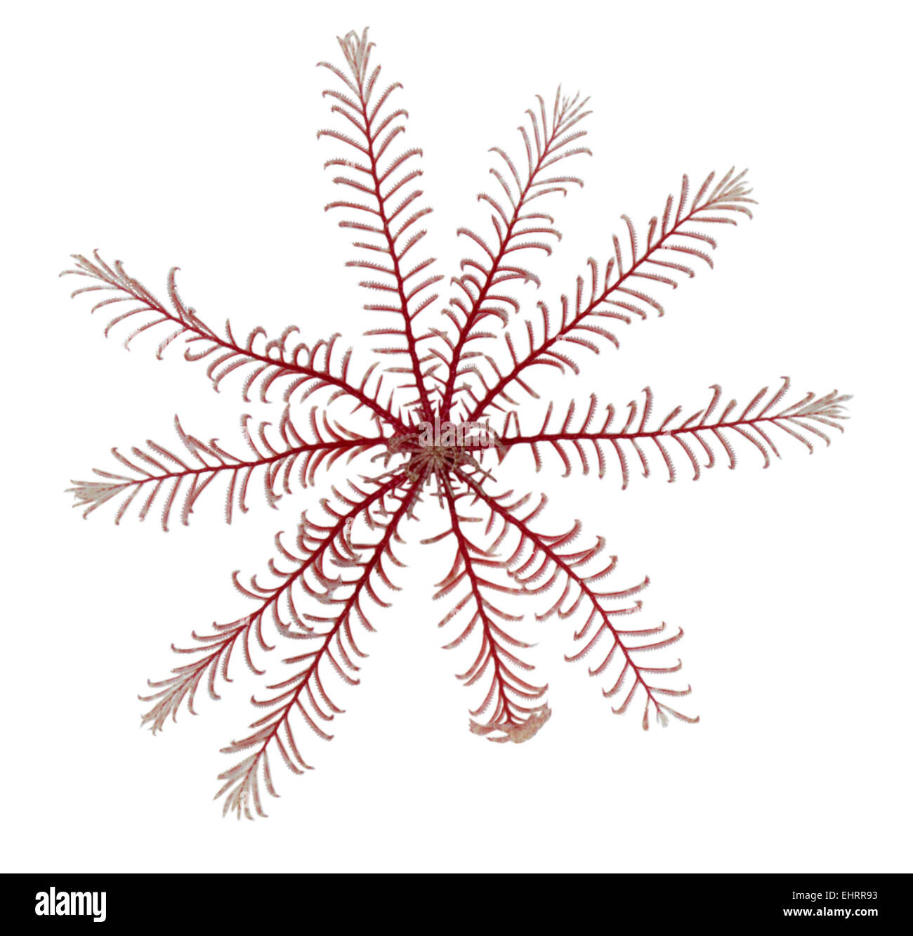 Feather star antedon bifida Cut Out Stock Images & Pictures - Alamy
