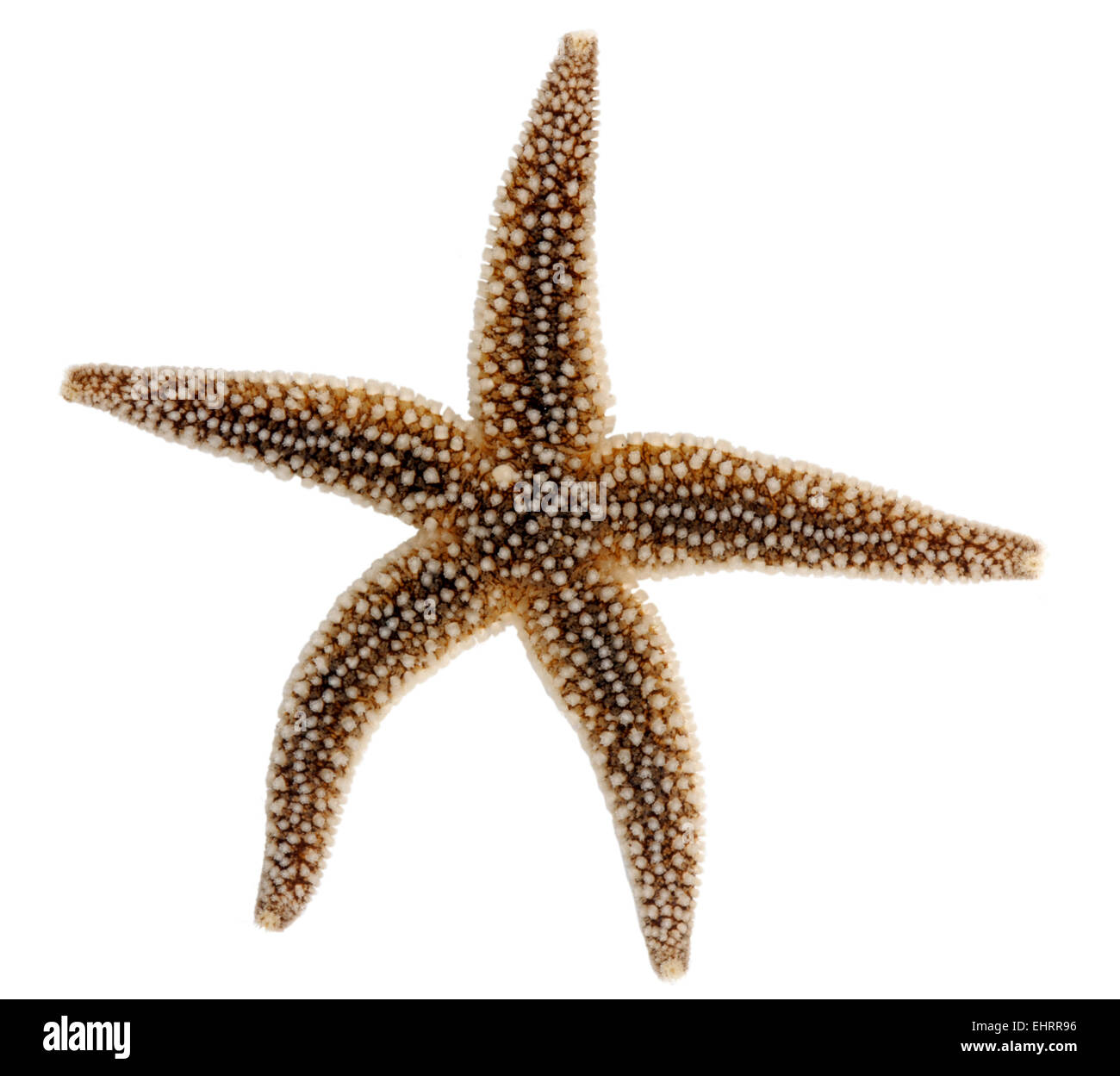 Common starfish hi-res stock photography and images - Alamy