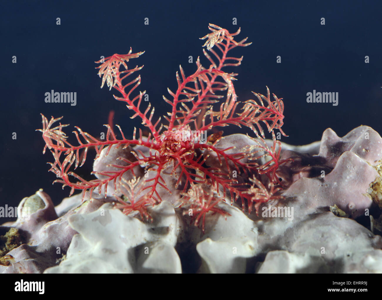 Phylum Echinodermata Antedon