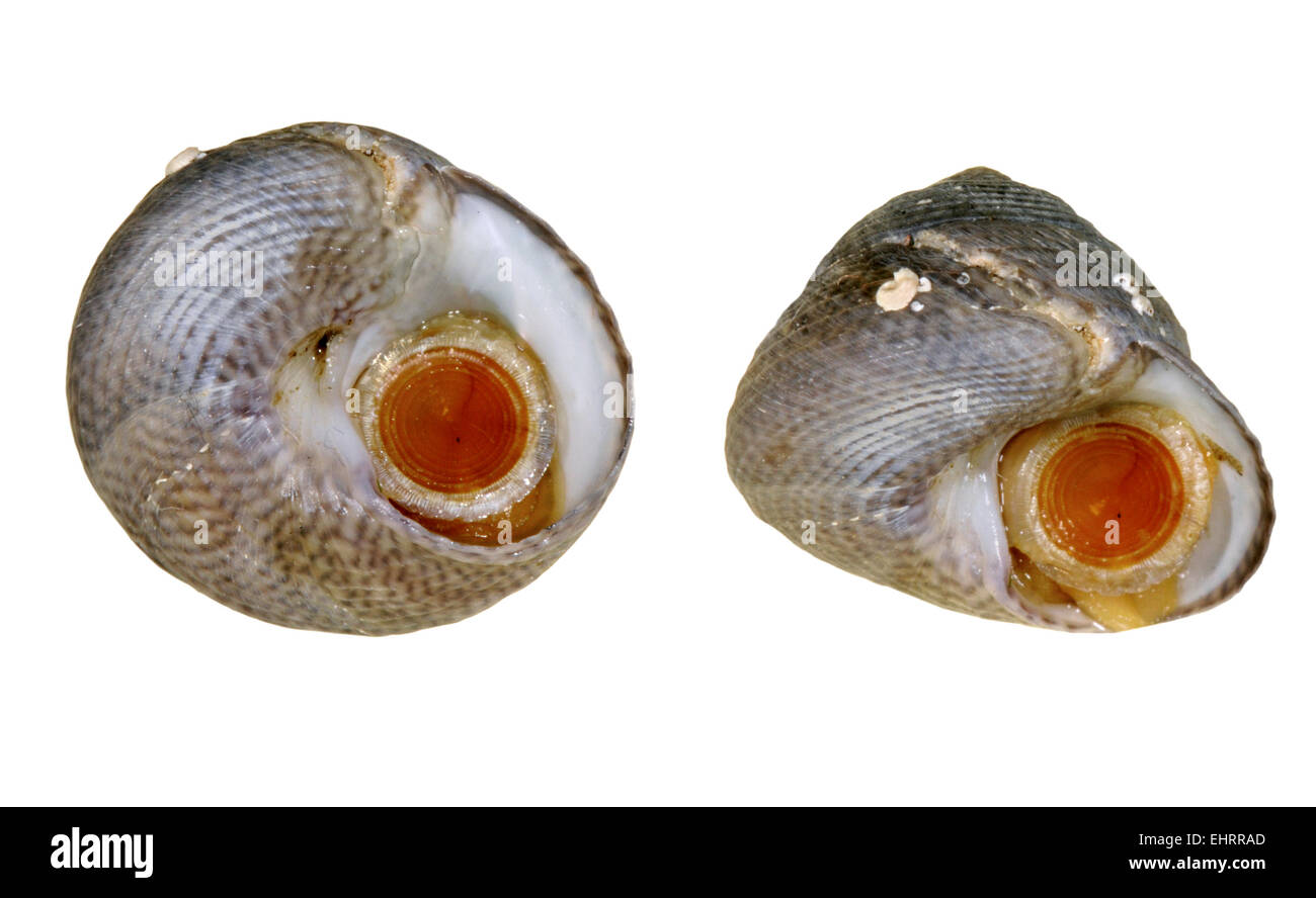 Grey Topshell - Gibbula cineraria Stock Photo - Alamy