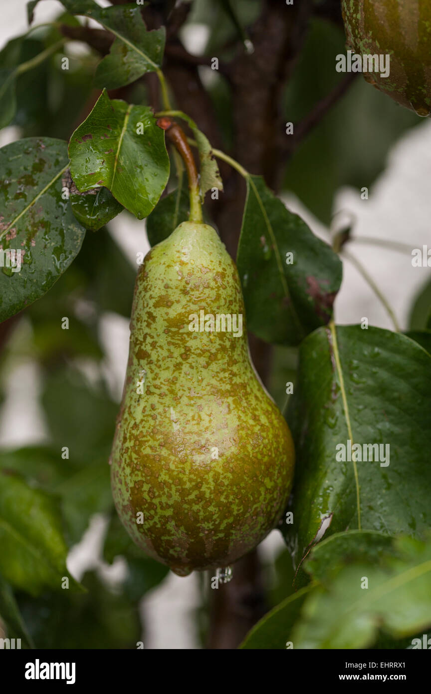 The bristol pear hi-res stock photography and images - Alamy