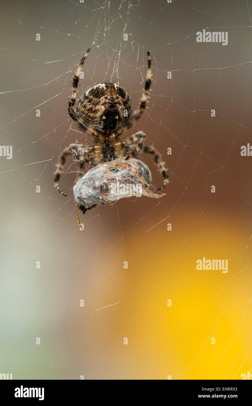 Prey caught in spider web hi-res stock photography and images - Alamy